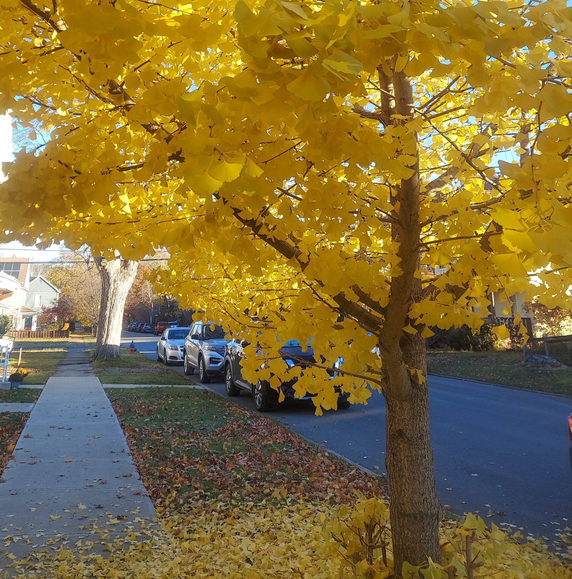 The Fall Cleanup Team: Why Elkins Uses Two Different Leaf Collection ...